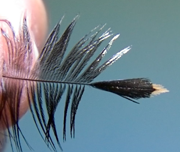 Starling Darling - Izaak Walton Fly Fishing Club